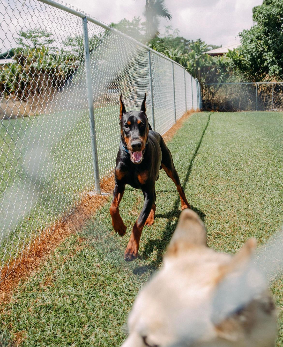 Ear posting kit for Doberman Pinschers, Giant Schnauzers, and Boxers ...